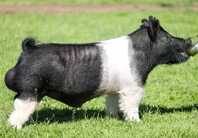 Cain Super Sires | Boars